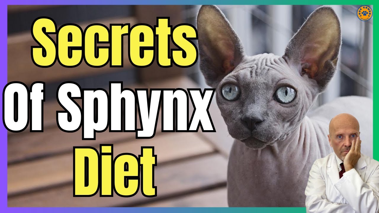 🔴 3 SECRETS OF SPHYNX DIET 🔴 - YouTube