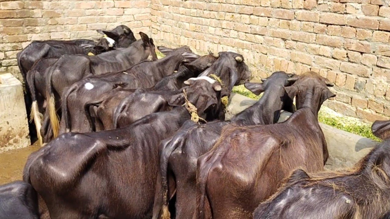 Katta Farm in Pakistan Farming Business with bilal/23/9/2022 - YouTube