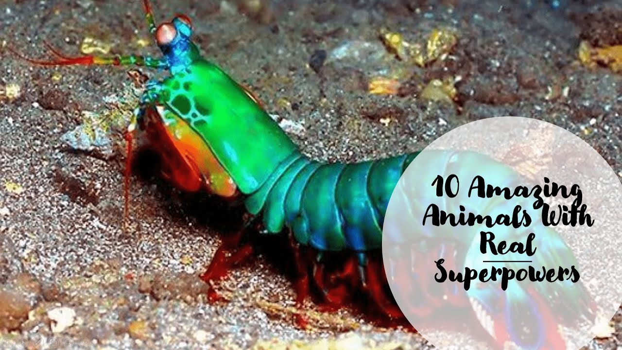 10 Amazing Animals With Real Superpowers | Anvi Gupta's Knowledge Hub ...