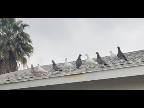 Day 1 of Training: First Time Out For My 2020 Racing Pigeons - YouTube