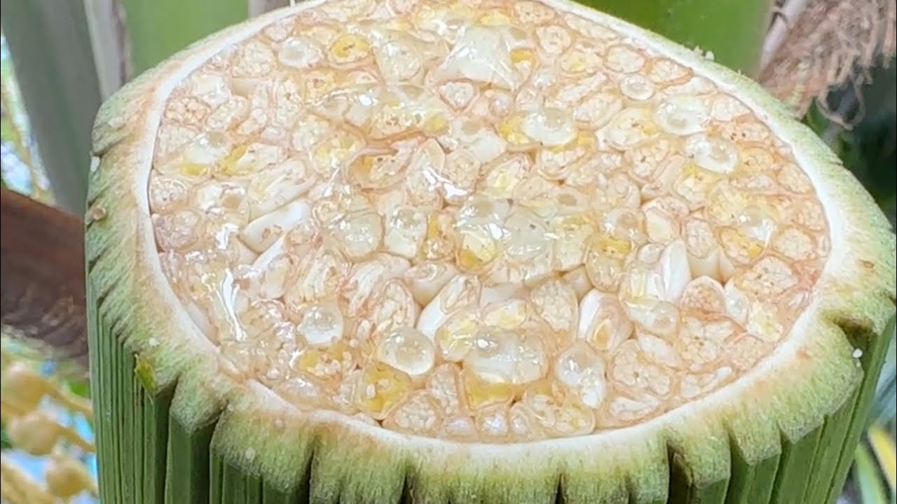 Coconut toddy tapping - YouTube