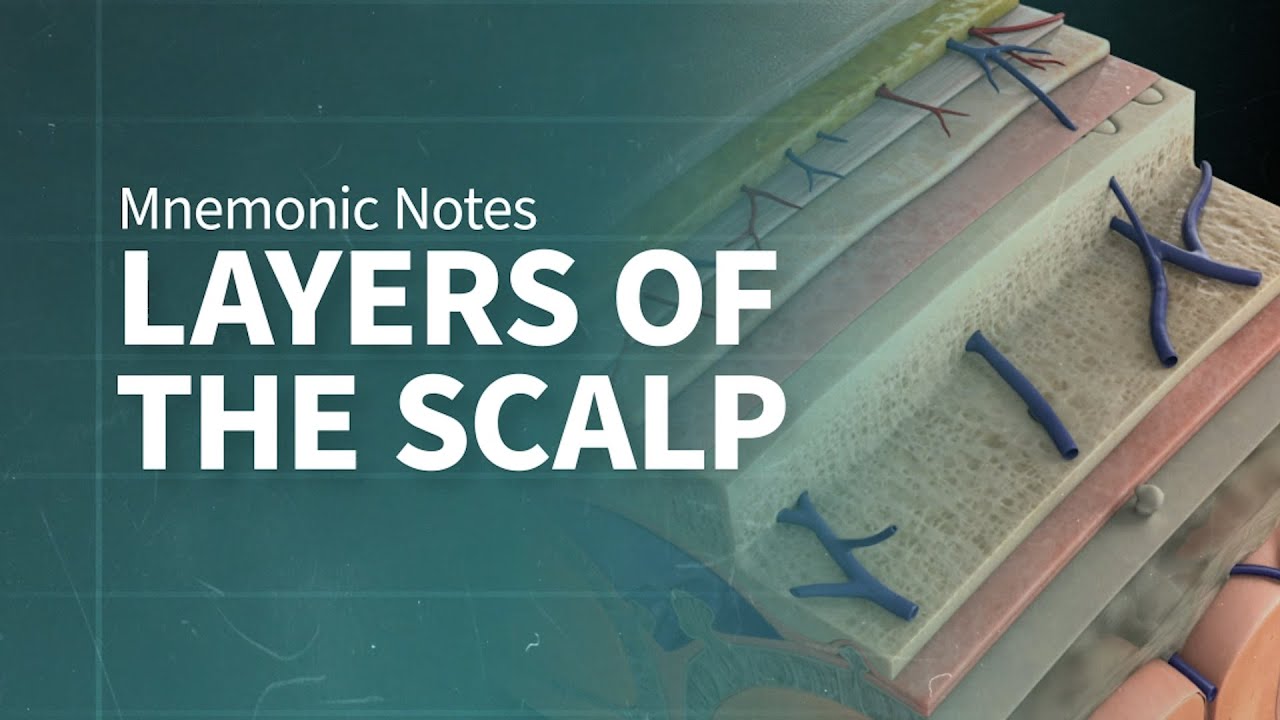 Mnemonics Notes: Layers of the Scalp - YouTube
