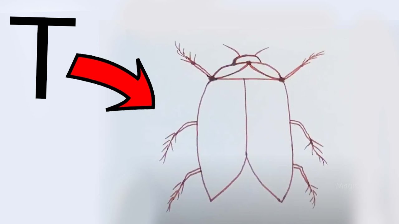 How To Draw Cockroach Step By Step | Drawing For Kids | Magic Pen - YouTube