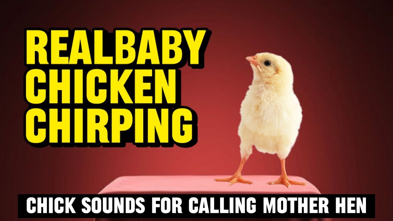 🐤Chick Sounds for Calling Mother Hen Real Baby Chicken Chirping - YouTube