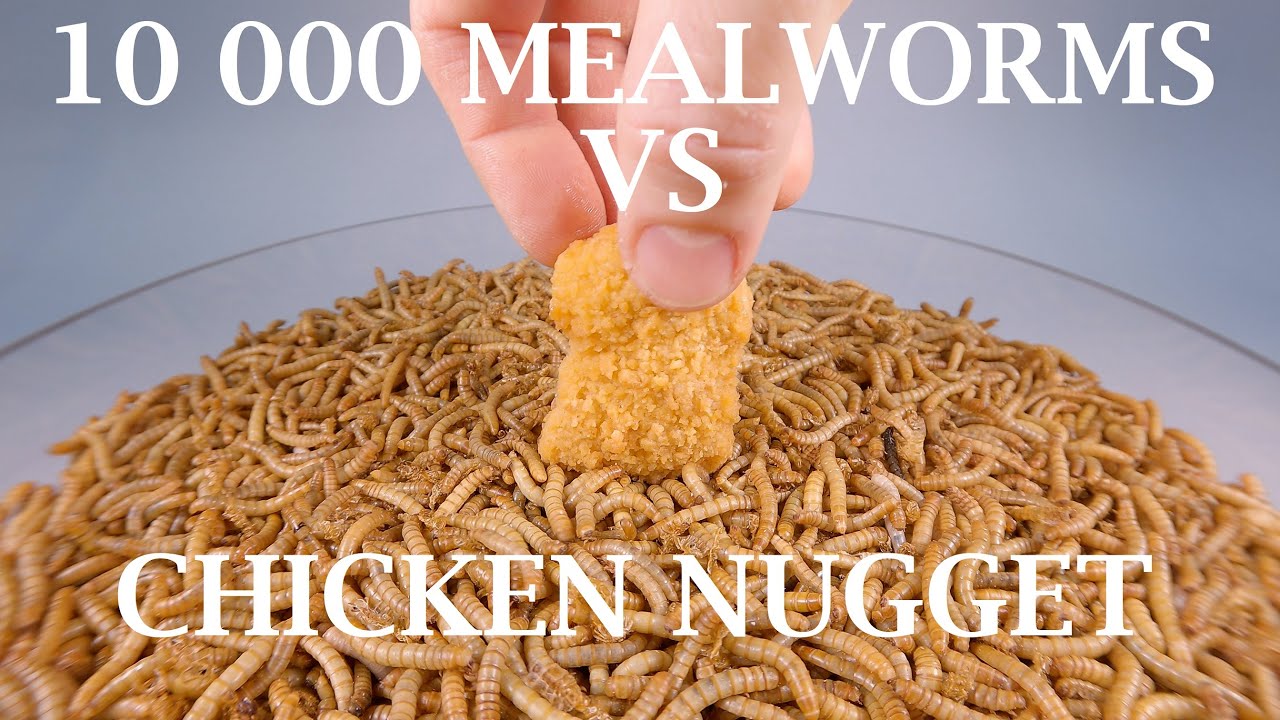 Mealworms Eating Chicken Nugget - YouTube