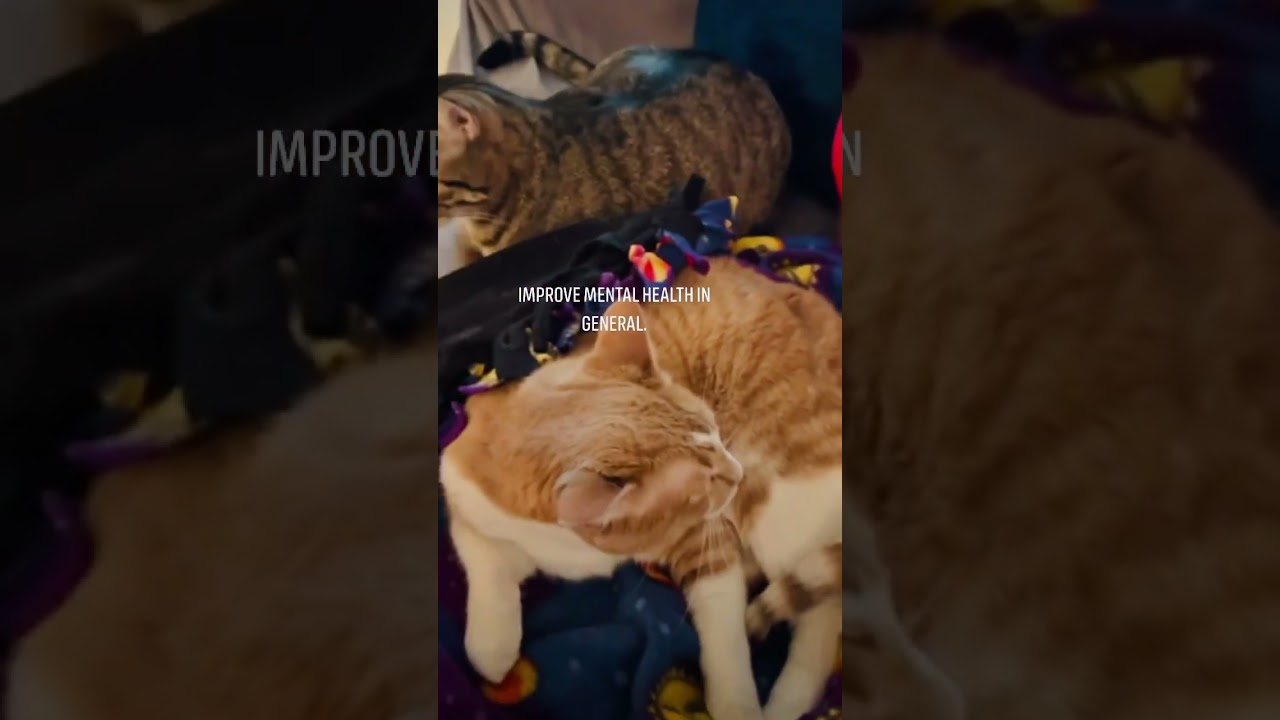 Imagine having 7 days of being lazy! 🍀🐈‍⬛🐈 #lazycats #reducestress # ...