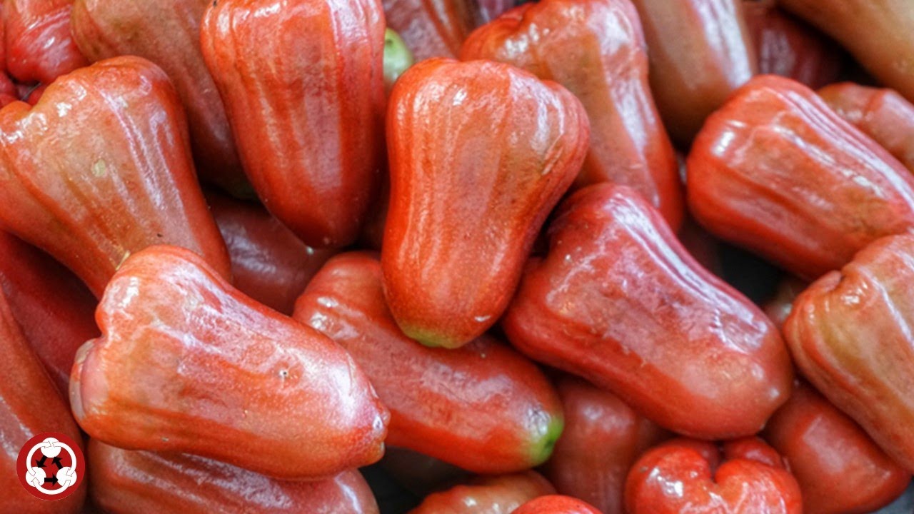 Fruits 水果 Java apple Wax Apple rose apple 莲雾レンブ왁스잠부djamboe,jamalac ...