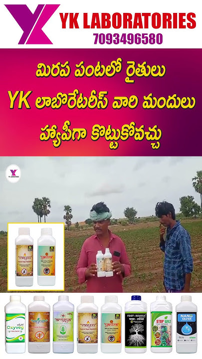 #Mirapa #Chilli మిరప పంటలో రైతులు YK లాబొరేటరీస్ వారి మందులు హ్యాపీగా కొట్టుకోవచ్చు| YK ...
