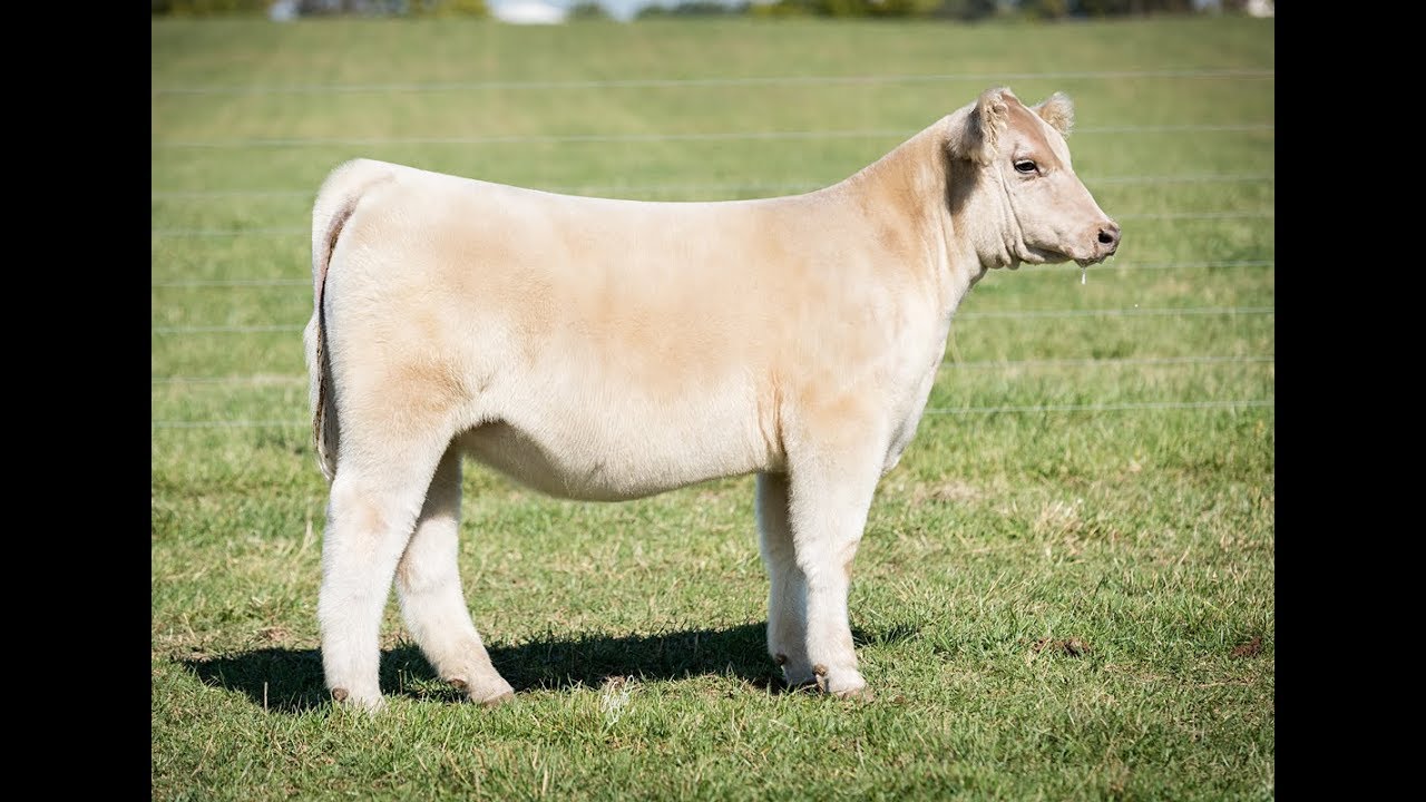 Green Oaks Tag 737 - YouTube