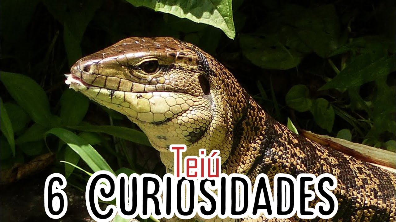 O que o LAGARTO TEIÚ come? É agressivo? - 6 Curiosidades sobre o Teiú ...