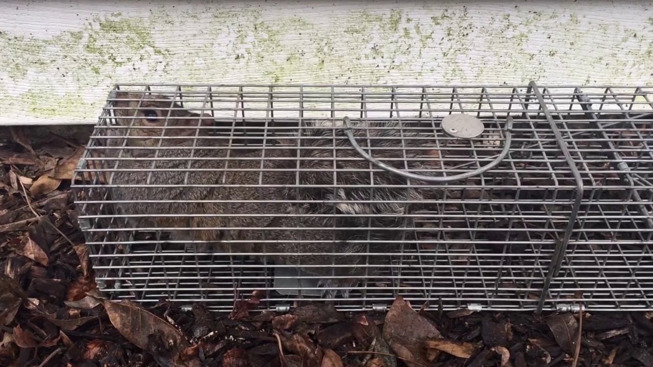 Barnes Wildlife Control Grey Squirrel Removal Oakwood Ohio - YouTube