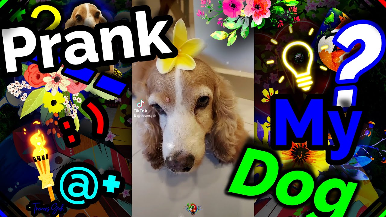 Please Don t Tell My Dog I Did This Prank On My Dog With Flowers please-don-t-tell-my-dog-i-did-this-prank-on-my-dog-with-flowers