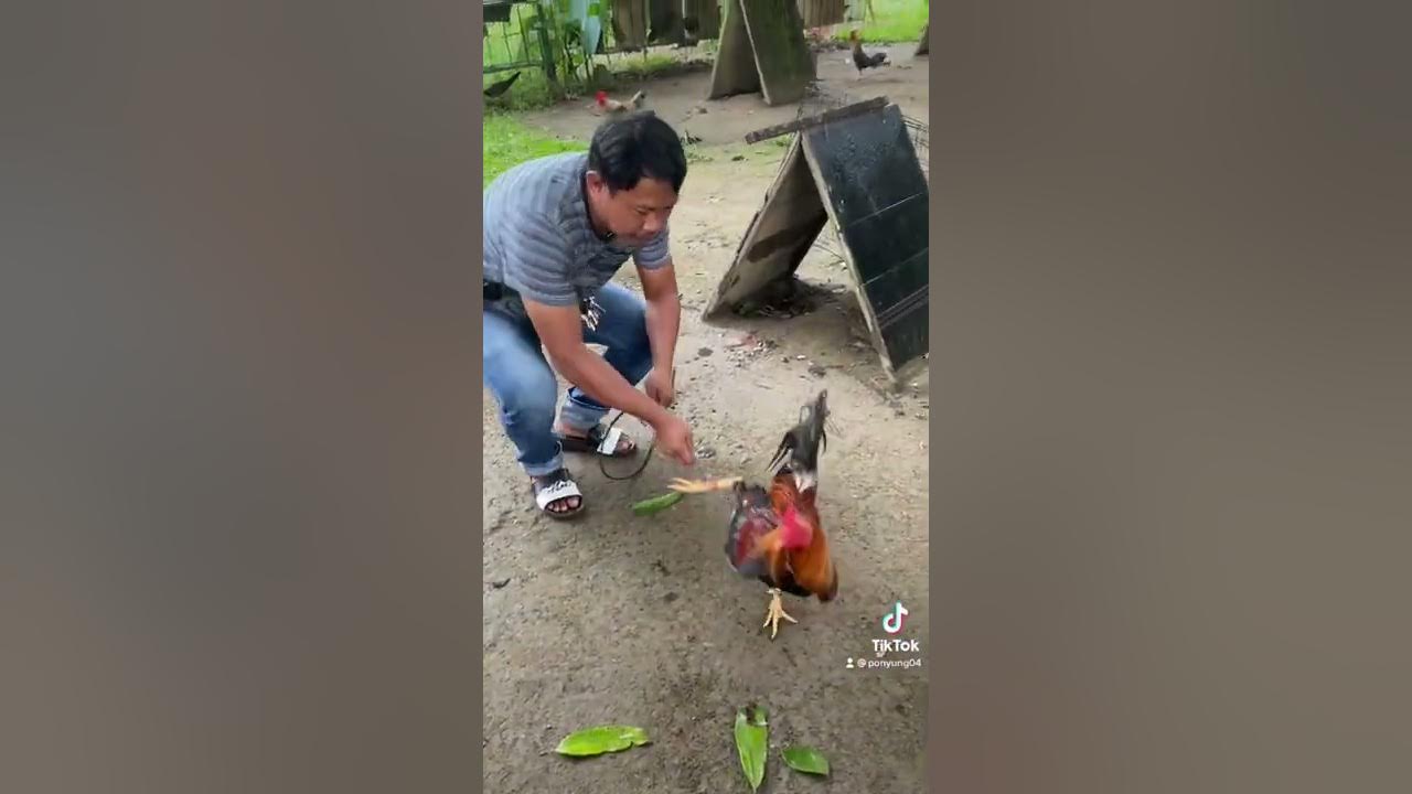 Super brownred, tornado, ferpection hd, mt. Banahaw line - YouTube