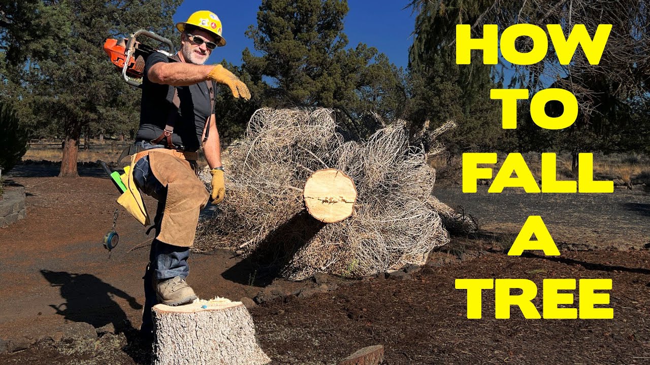 How To Fell A Tree With A Chainsaw | Best Tutorial for 2023! - YouTube