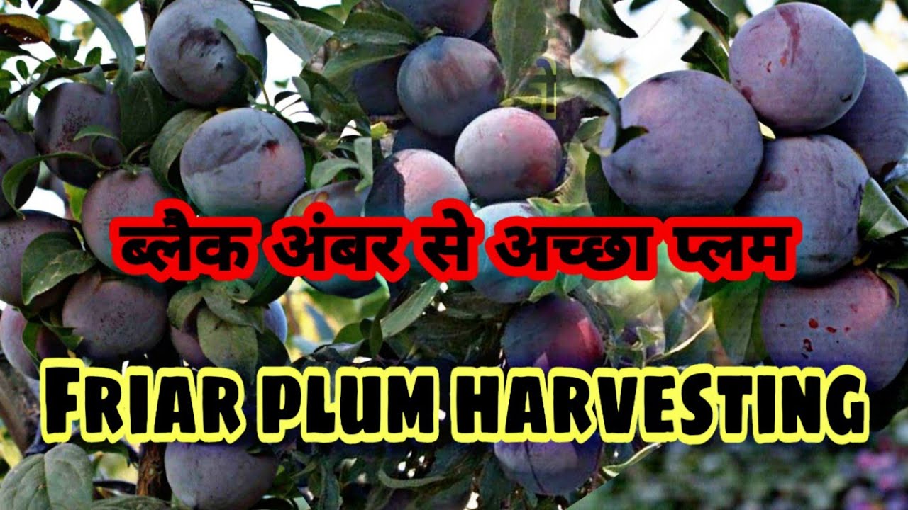 फ्रायर प्लम का तूडान , friar plum ready to harvesting,#stone_fruits ...