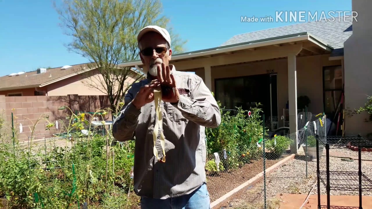 How To Shoot The PFS Bonegrip - YouTube