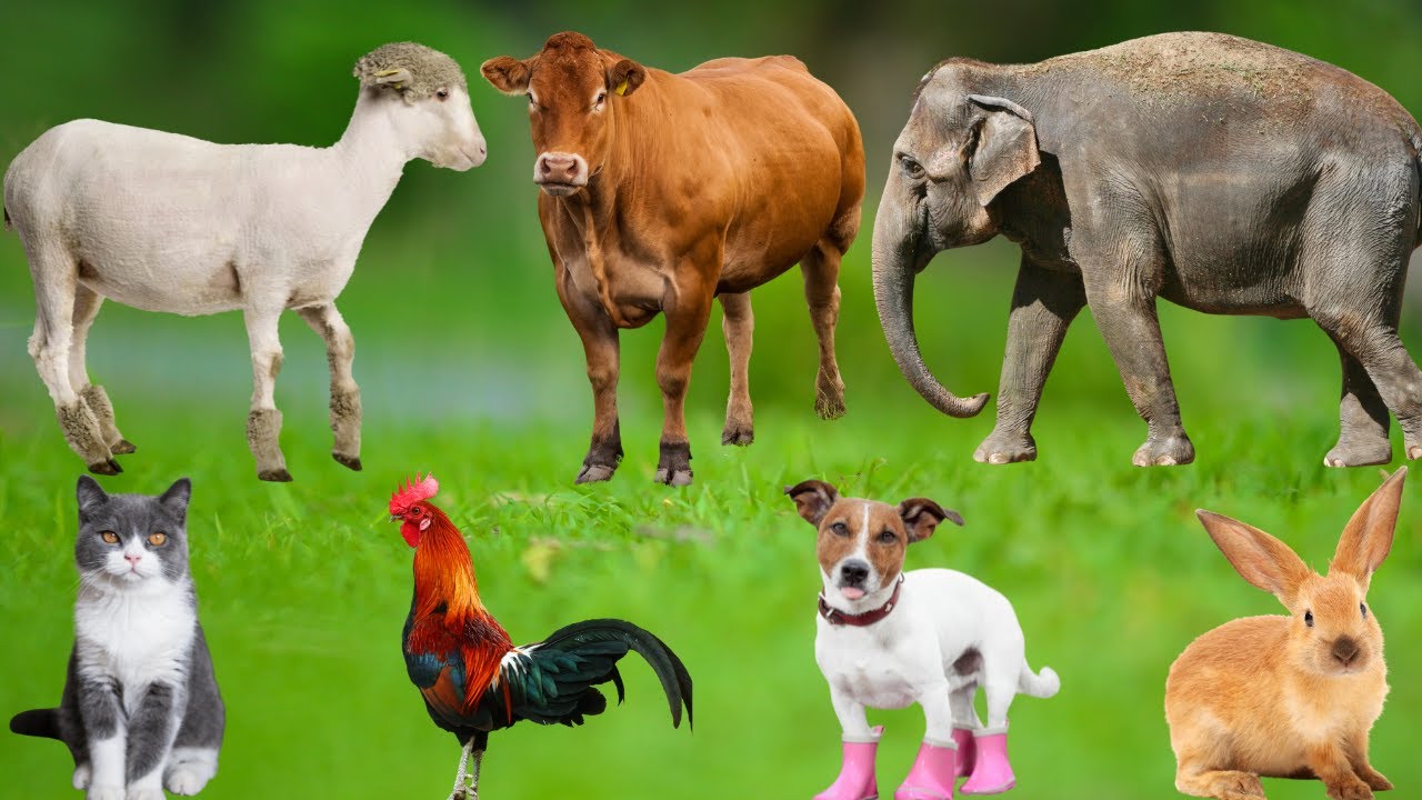 Adorable Farm Animals: Lamb, Calf, Cat, Dog, Piglet, Goat, Bunny, Horse ...