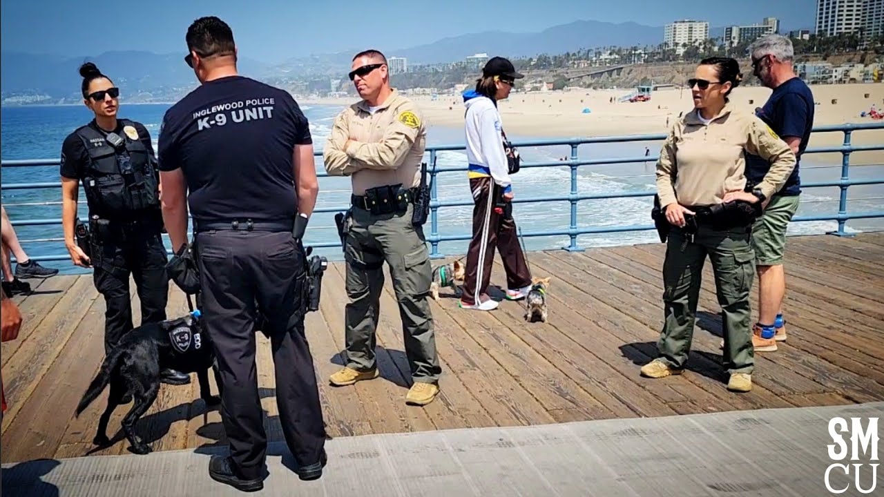 Police Dogs Detects Explosives - YouTube