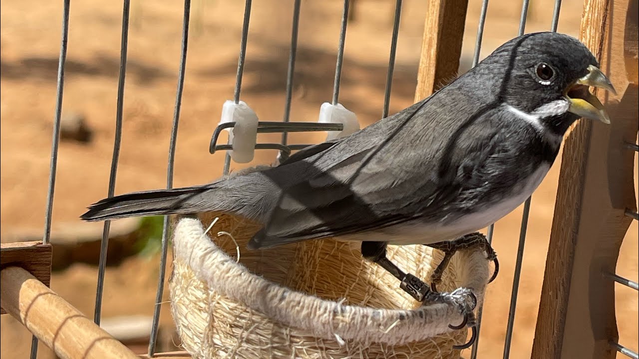 Segredos na muda de bico “coleiro e papa capim” - YouTube