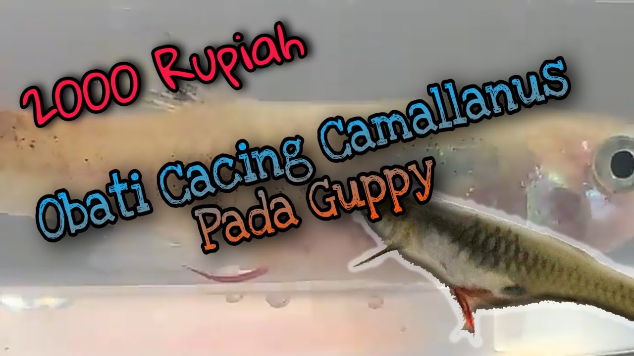 Cukup 2000 Rupiah, Obati Cacing Anus Guppy (Camallanus Worms) - YouTube