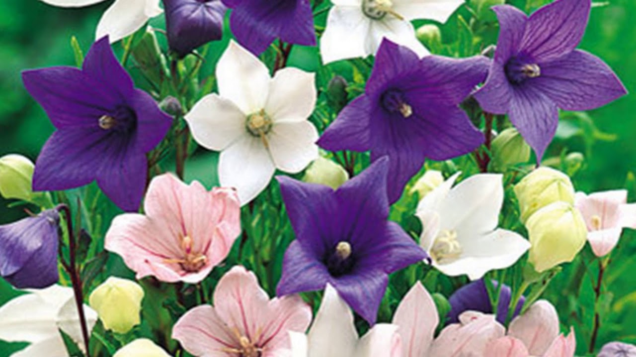 Platycodon grandiflorum - Happy Garden - YouTube