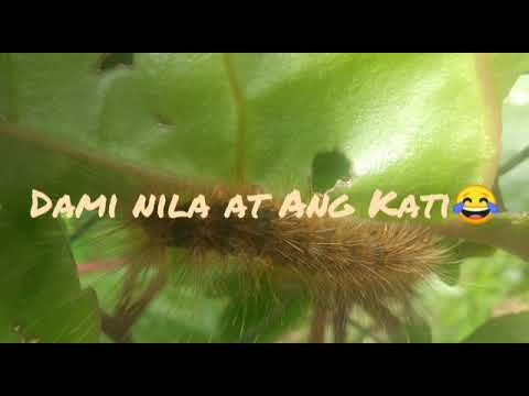 what is Higad - YouTube