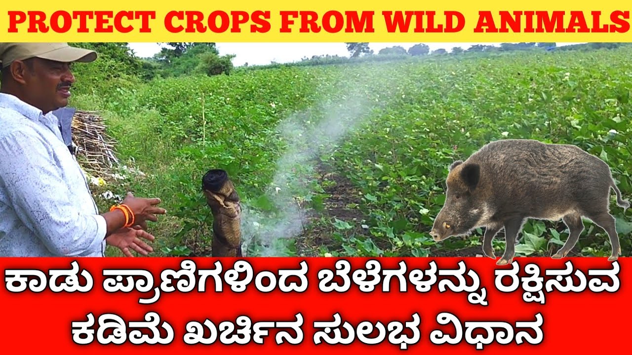 ಕಾಡು ಪ್ರಾಣಿಗಳಿಂದ ಬೆಳೆಗಳನ್ನು ರಕ್ಷಿಸುವ ವಿಧಾನ | ಕಾಡು ಹಂದಿ ಕಾಟ | Protect ...