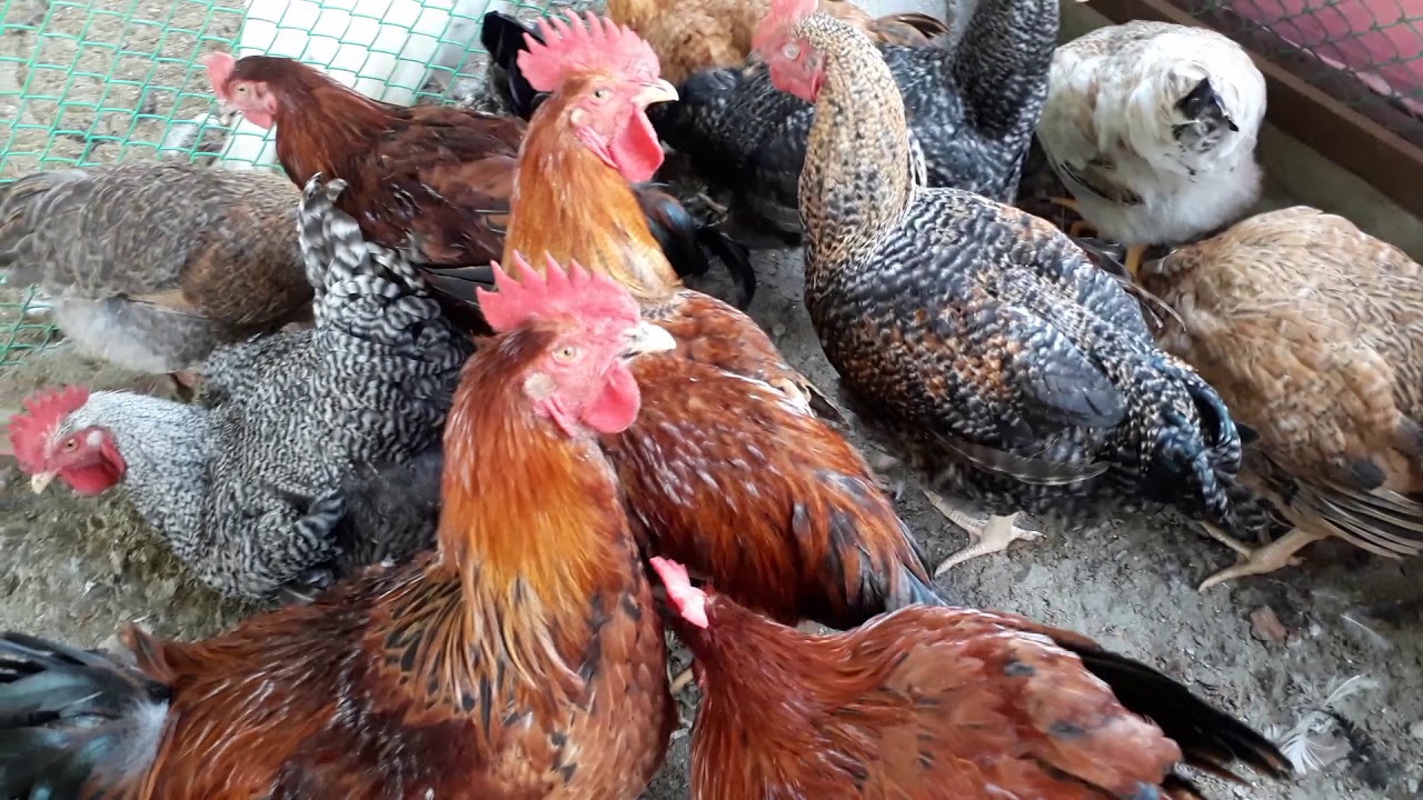 Hilli chicken (BLRI), টাইগার, কাদাকনাথ মুরগি নিজস্ব খামারে বিক্রয় করি ...