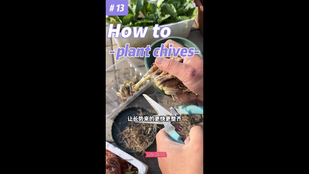13 How to Grow Chives #planting #garden - YouTube