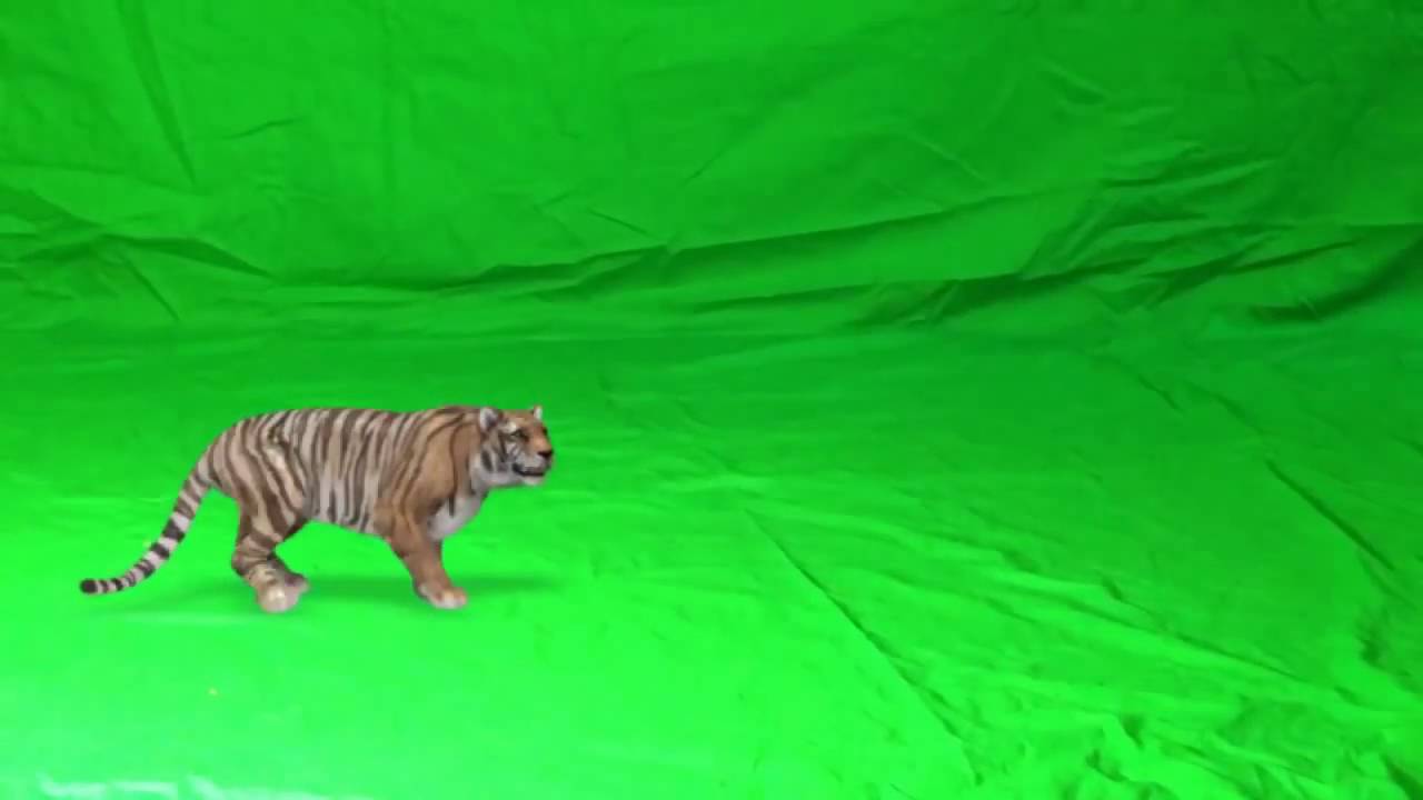 Tiger attack green background - YouTube