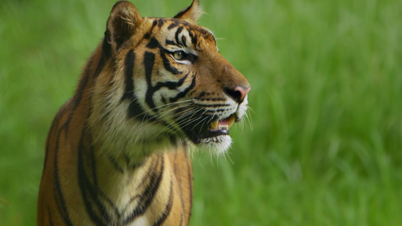 On The Brink of Extinction - The Malayan Tiger X WWF Malaysia | Rimau ...