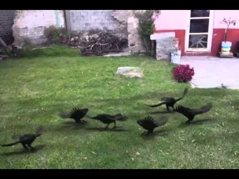 Ataque de cuervos - YouTube