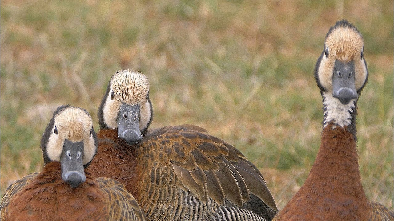 White-faced Whistling-Ducks - YouTube