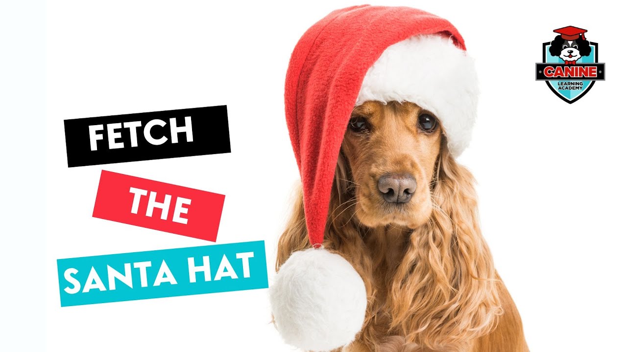 Canine Learning Academy Christmas Countdown 2024 - Trick #2: Teach Your ...