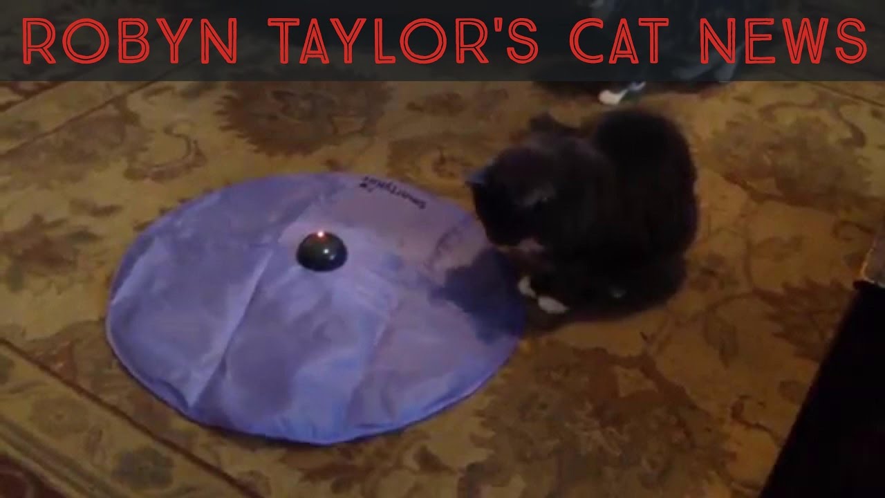 Robyn Makes a Cat Video - YouTube