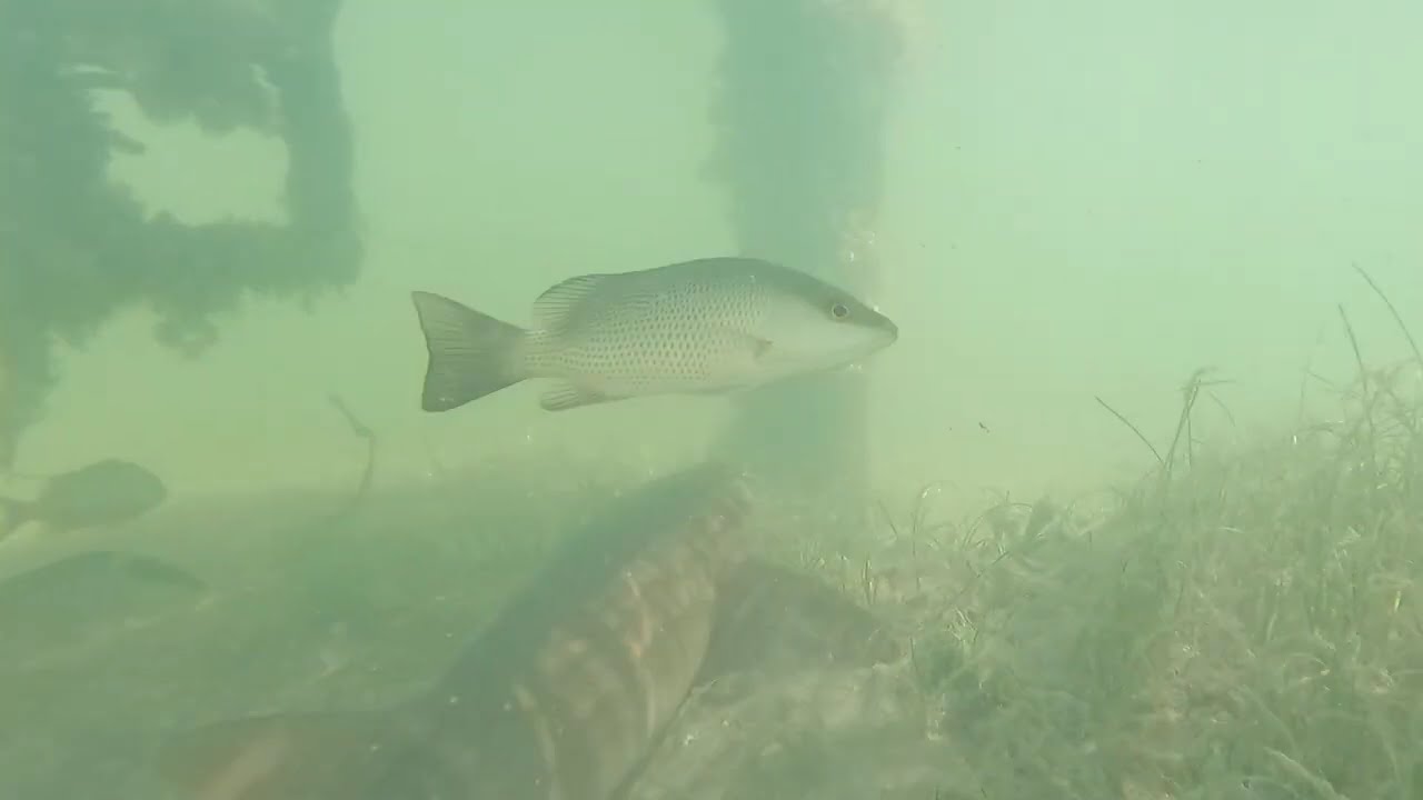 7 Manatees.. and Shark ...and Tarpon ! - YouTube