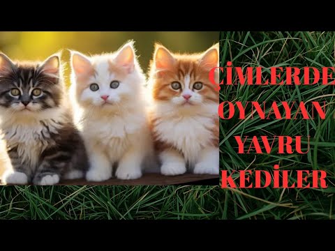 Çimlerde Oynayan Yavru Kediler– kedi sesi–yavru kedi #kedi #cat 