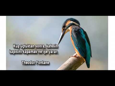 Resimli Kuşlar İle İlgili Sözler