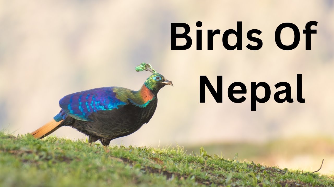 Birds of Nepal | Wings of Majesty: Exploring the Diverse Birds of Nepal ...