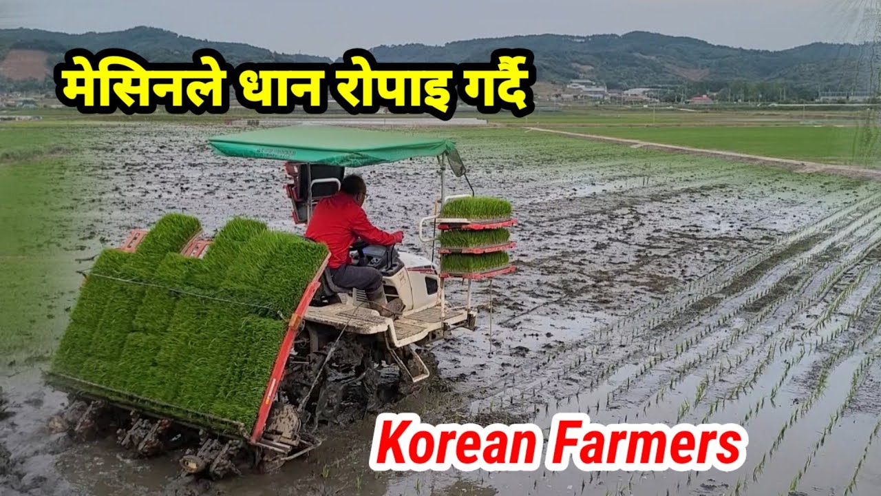 Agricultural Work In Korea | Farming Work In Korea | Korea Agricultural ...