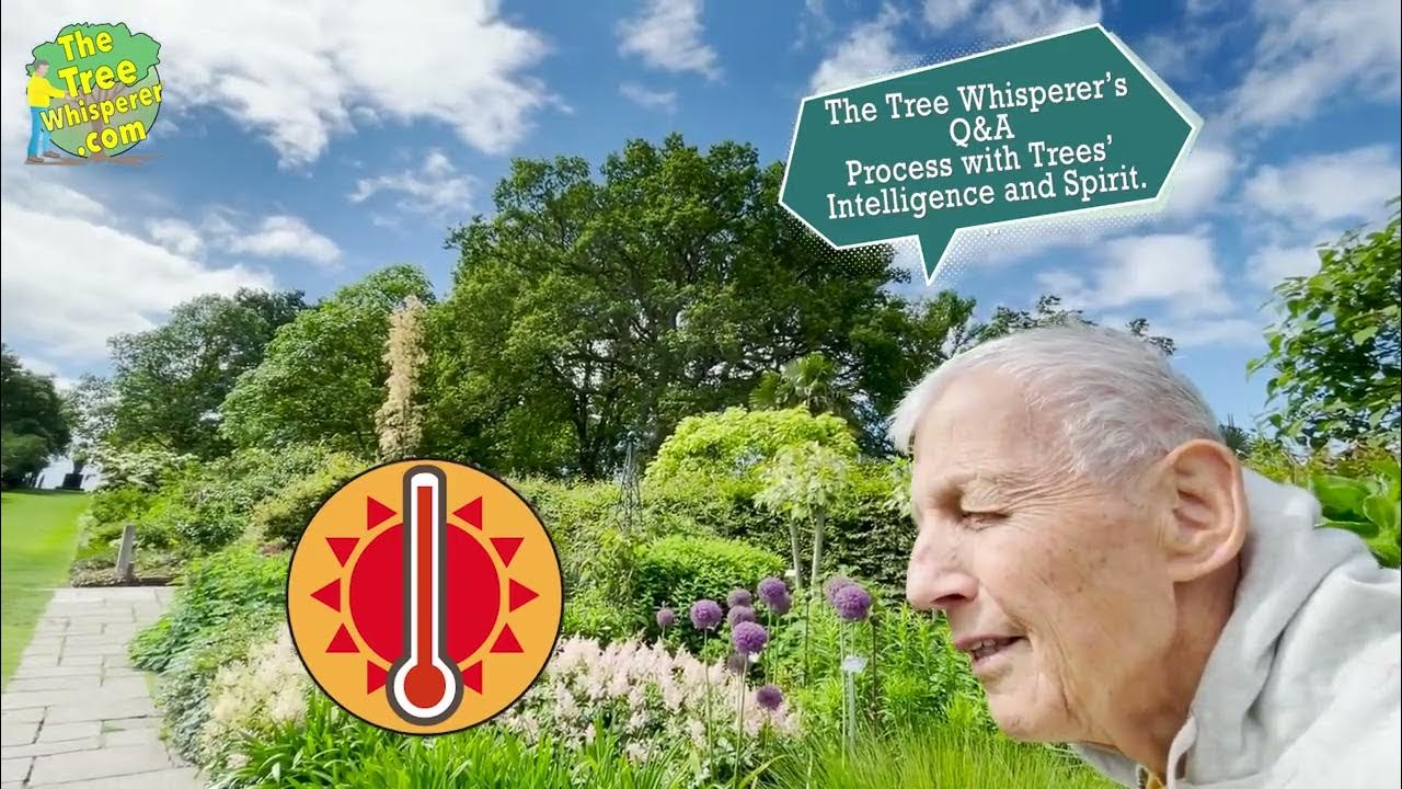 The Tree Whisperer's Demo: Q&A w Tree Intelligence/Spirit + Report on ...