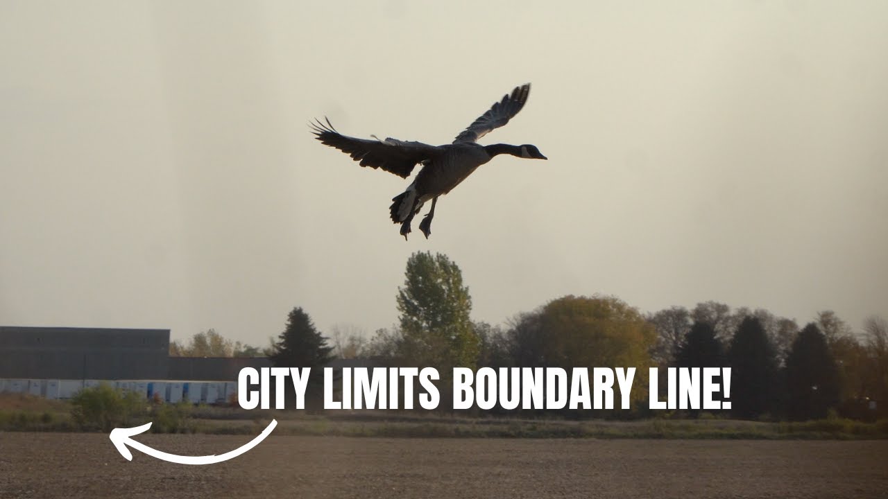 Goose Hunting Just OUTSIDE CITY LIMITS! - YouTube