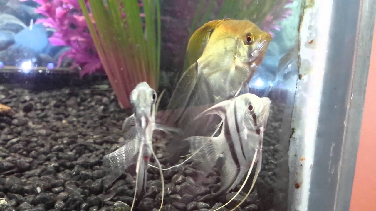 Camallanus in my Angelfish tank - YouTube