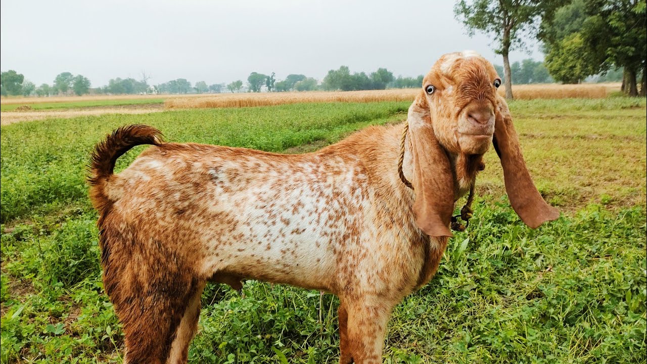 Makhicheena Bakra For Eid pure quality Bakra full dasi #goats #bakra # ...