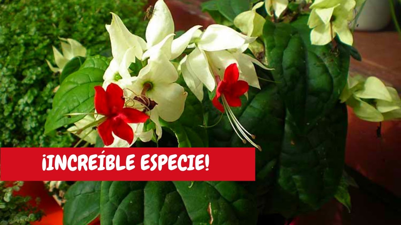 Clerodendro o bandera planta trepadora con flores: cuidados básicos ...
