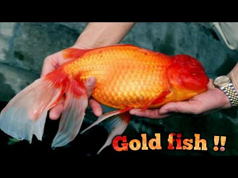 My Giant Gold fish Swimming video / Xpert - YouTube