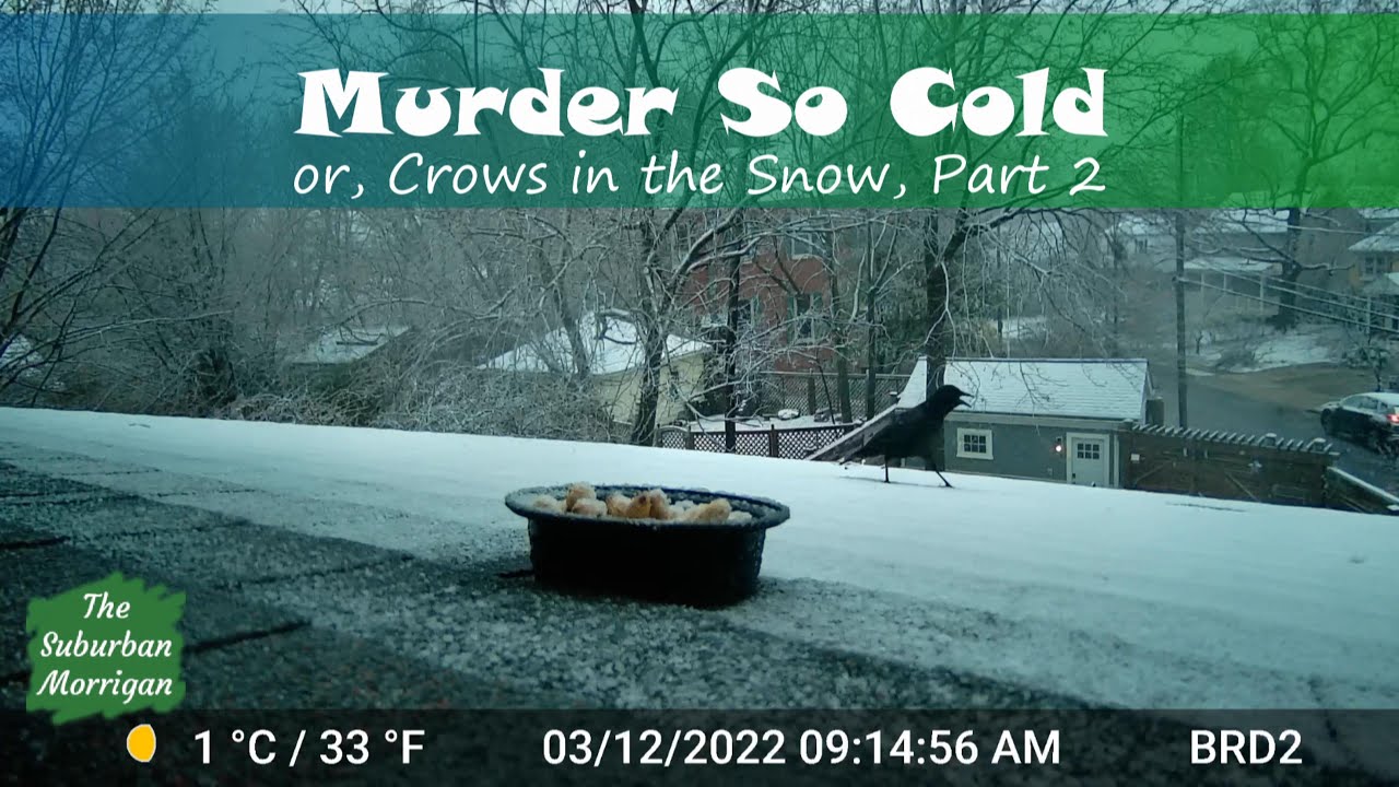 Murder So Cold - Crows in a Snowfall - YouTube