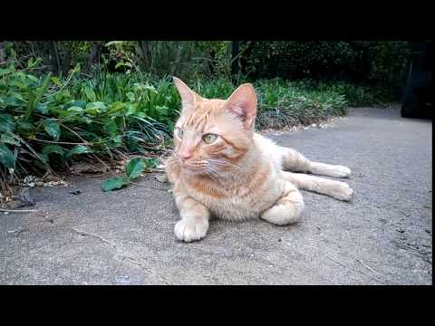 cat3