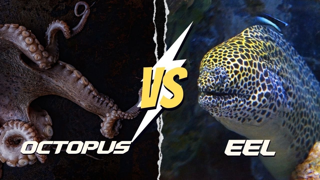 The Octopus vs Eel Underwater Battle! - YouTube