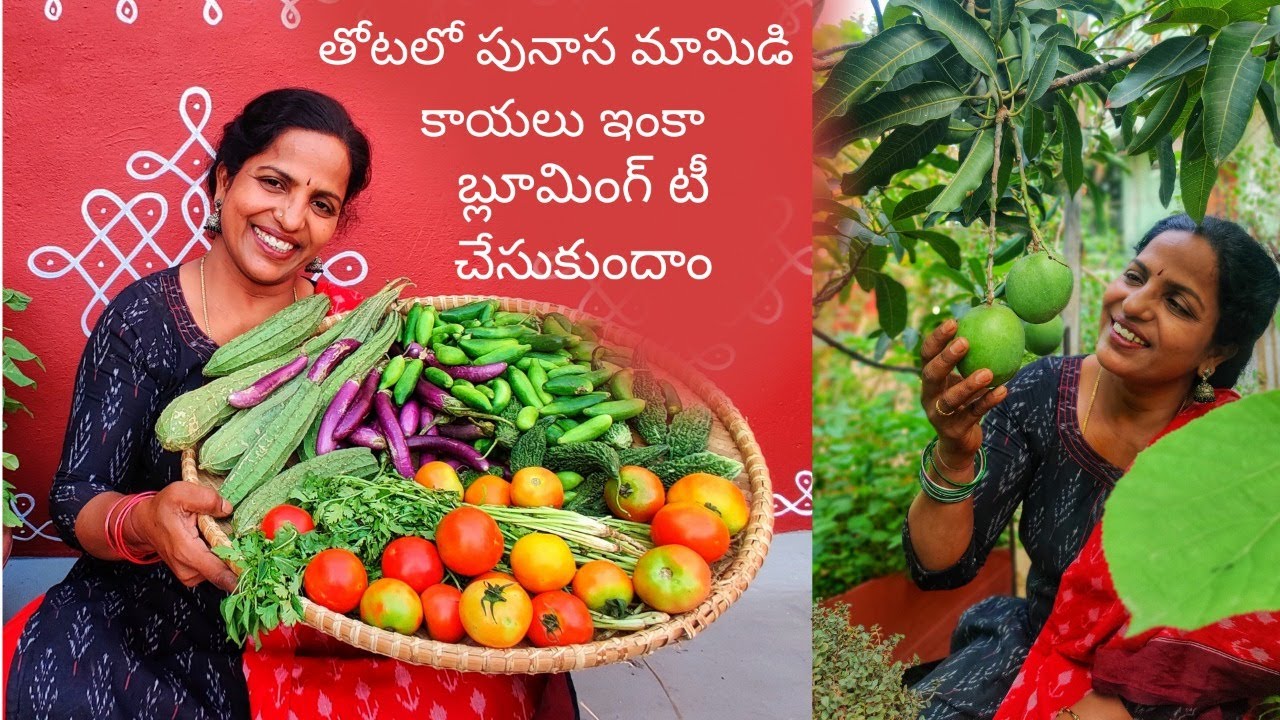 Punasa Mamidi, Phalsa,Apple Bear,Sapota,Black Pepper Harvest | Terrace ...